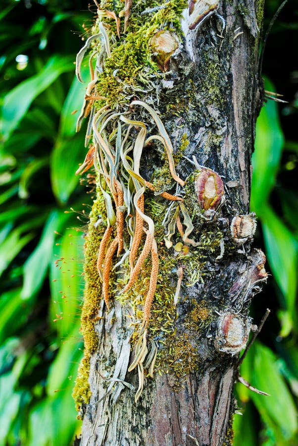 Epiphytic on the tree stock image. Image of green, tree - 25603305