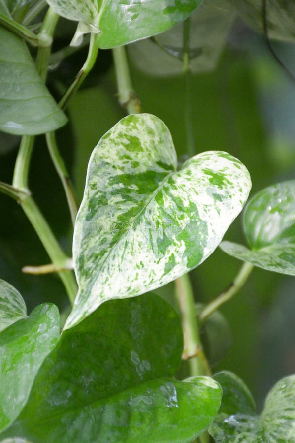 Epipremnum aureum plants stock image. Image of natural - 73572491