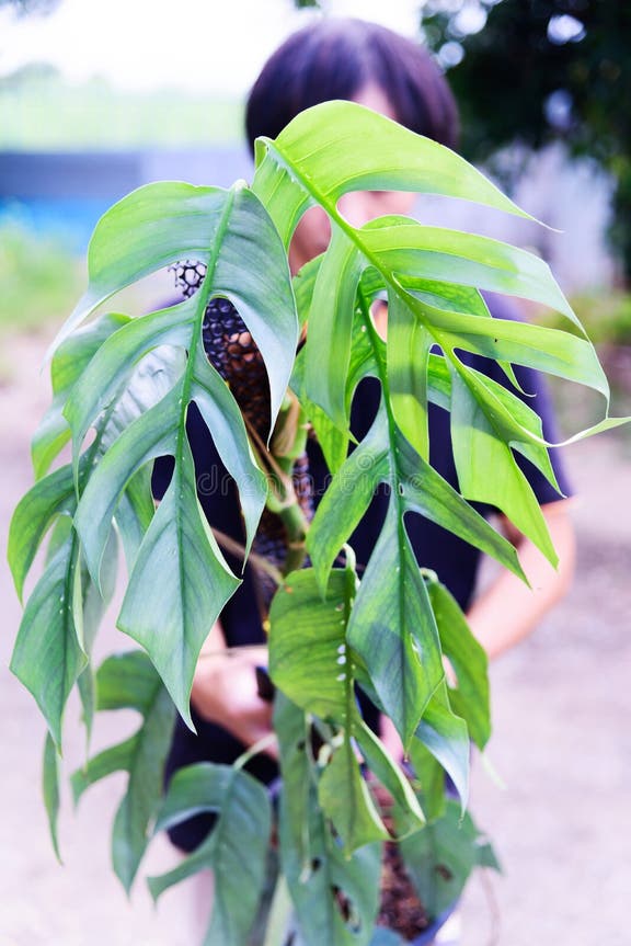 Epipremnum Cebu Blue Variegated in the Pot Stock Photo - Image of ...