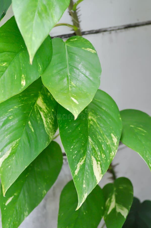 Epipremnum, Epipremnum Pinnatum Variegata or Epipremnum Pinnatum ...