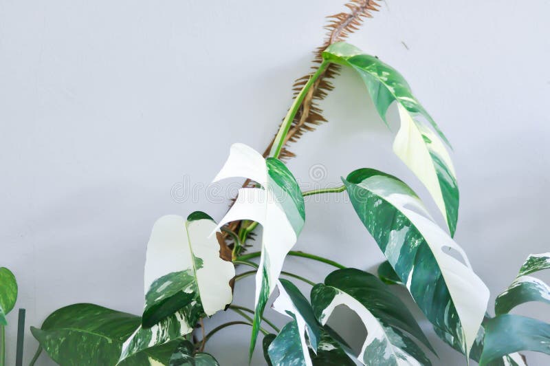 Epipremnum, Epipremnum Pinnatum Variegata or Epipremnum Pinnatum ...