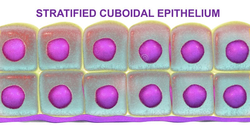 Epitelio Cuboidal Estratificado Stock de ilustración - Ilustración de ...