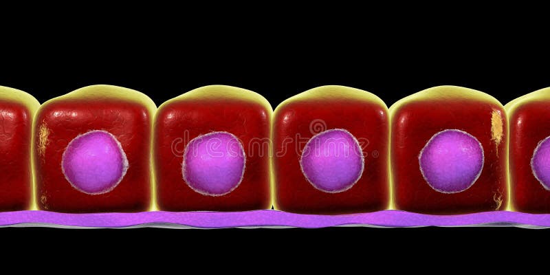 Epitelio cuboidal simple stock de ilustración. Ilustración de tubular ...