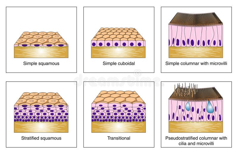 Epitheliaale types vector illustratie. Illustration of weefsel - 12907649