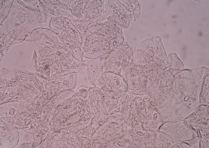 Epithelial cells stock image. Image of microscope, histology - 59495221