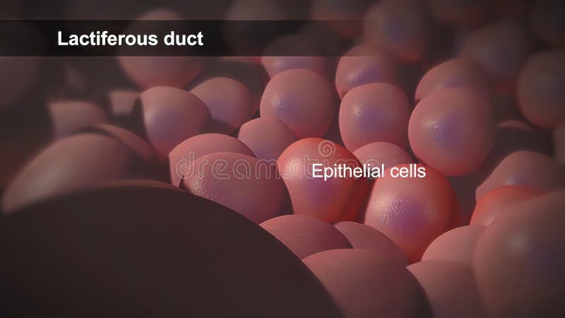 Epithelial Cells are a Type of Cell that Lines the Surfaces of Your ...