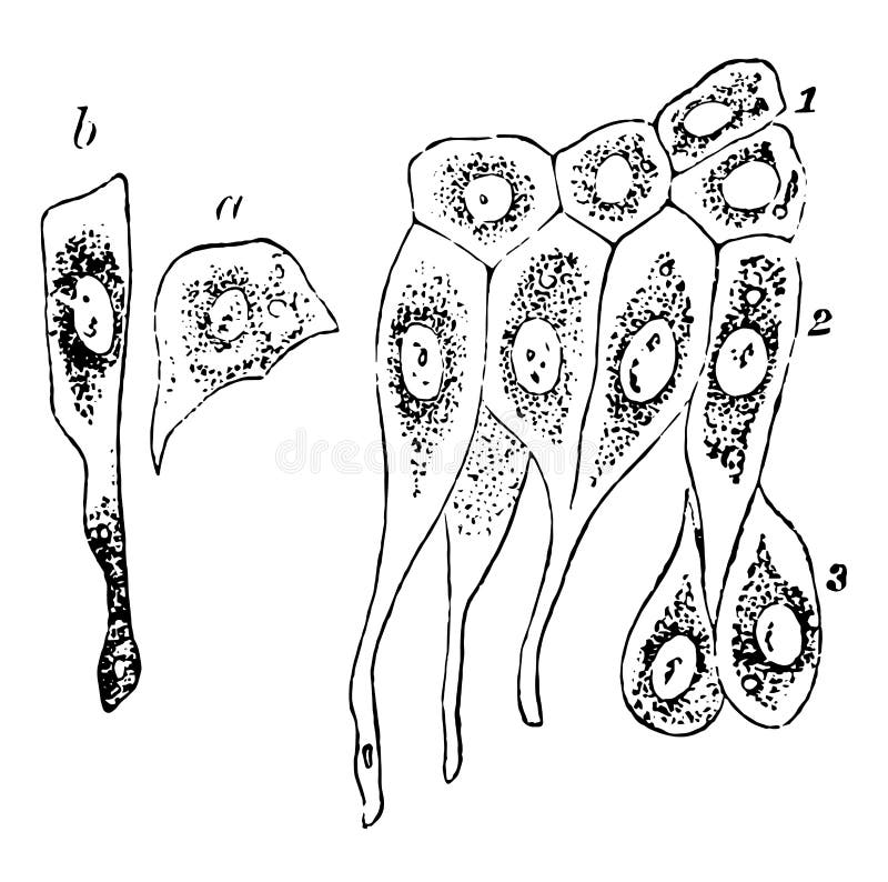 Epithelium of the Bladder, Vintage Illustration Stock Vector ...