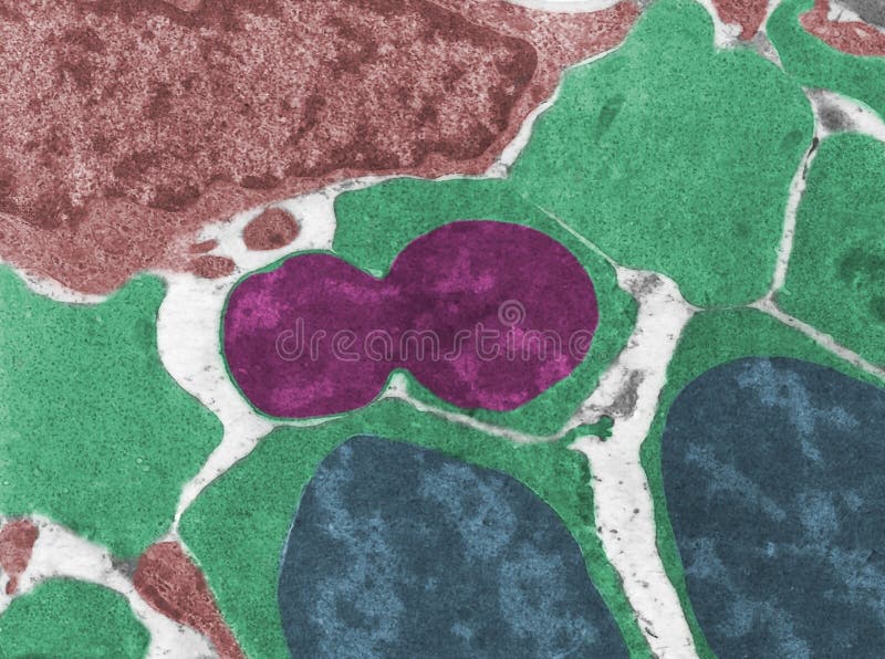Epithelium. Intercellular Space Stock Image - Image of extracellular ...