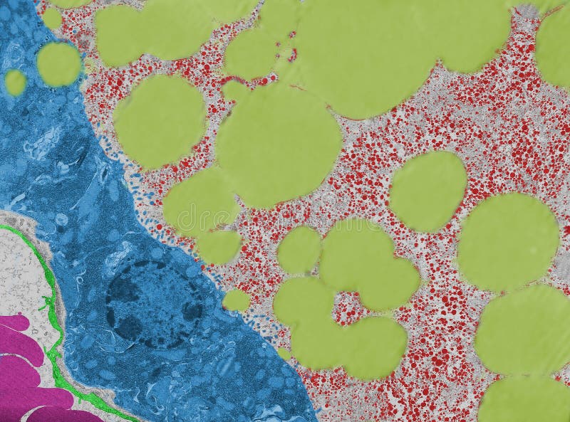 Epithelium. Intercellular Space Stock Image - Image of biology ...