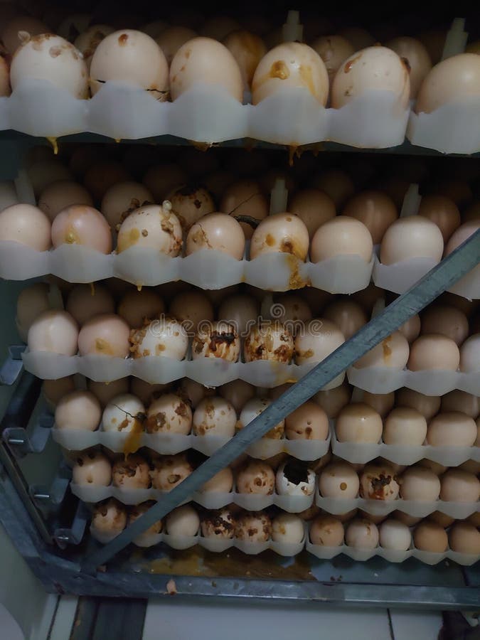 Explodes Hatching Egg Stock Photos - Free & Royalty-Free Stock Photos ...