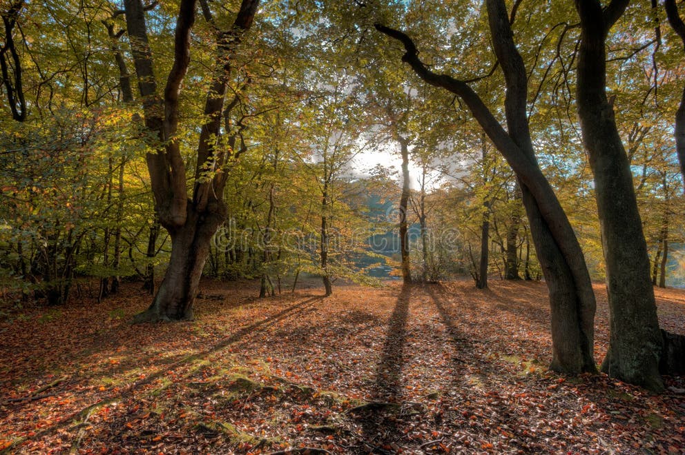 Epping Forest stock photo. Image of long, leaves, autumn - 23788032