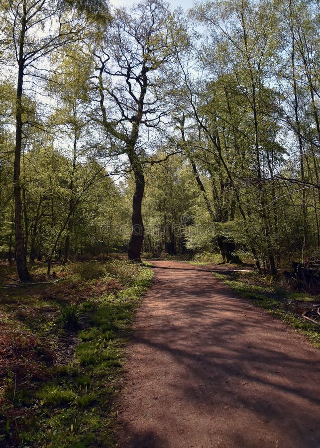 Epping Forest, England stock image. Image of outdoors - 124095415
