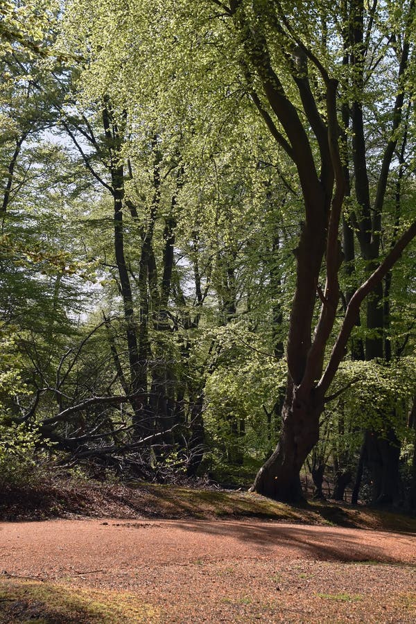 Epping Forest, England stock photo. Image of lush, environment - 124095728