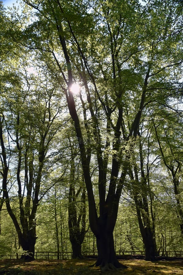 Epping Forest, England stock image. Image of leaf, forest - 124095727