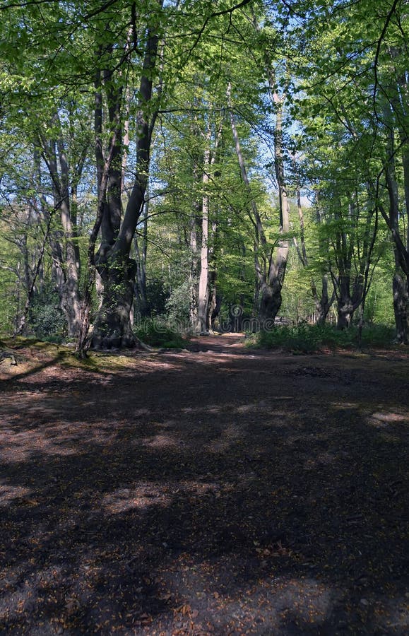 Epping Forest, England stock image. Image of grass, epping - 124095477