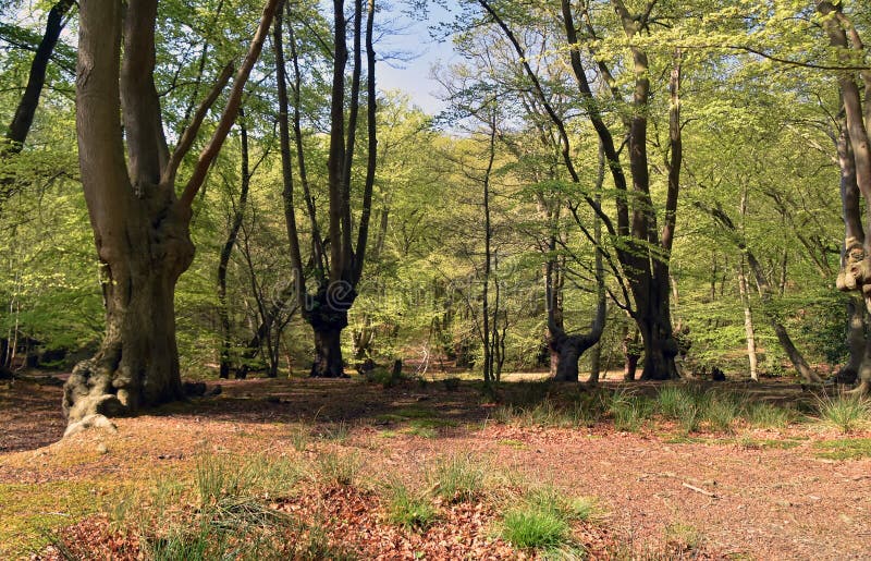 Epping Forest, England stock photo. Image of europe - 124095604