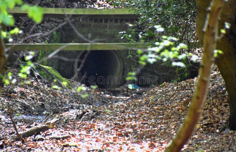 Epping Forest, England stock photo. Image of green, autumn - 124095616