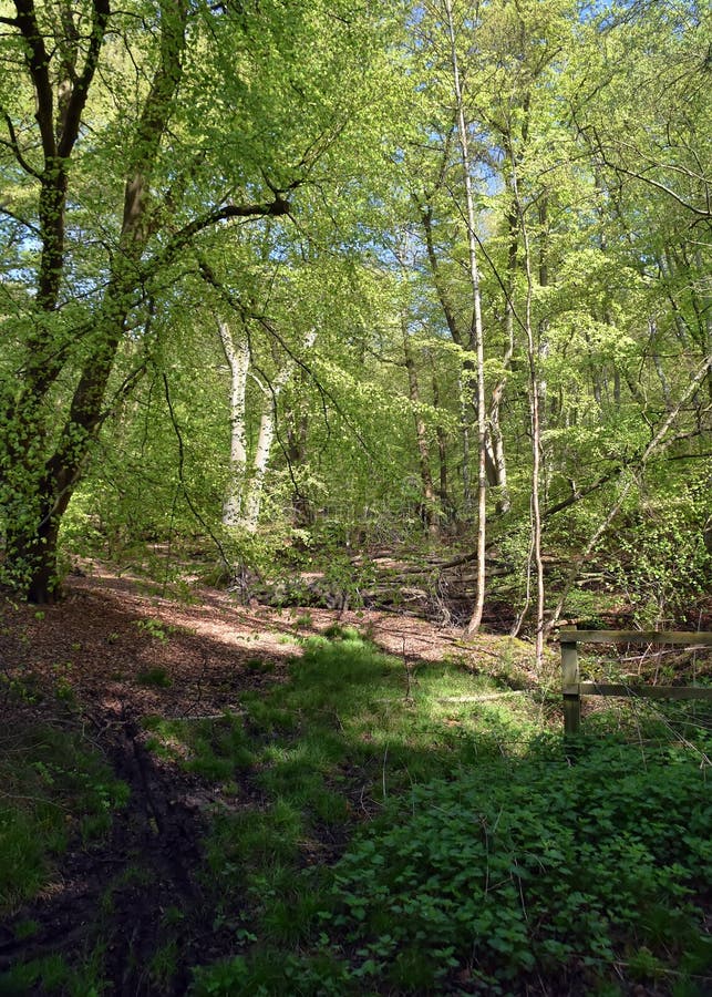 Epping Forest, England stock photo. Image of lush, environment - 124095728
