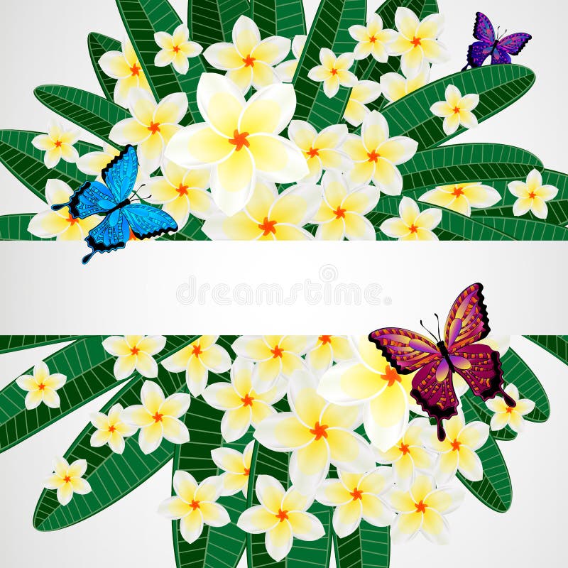 Plumeria Frangipani Flower Drawing Isolated On White Background Watercolor Hand Drawn Style