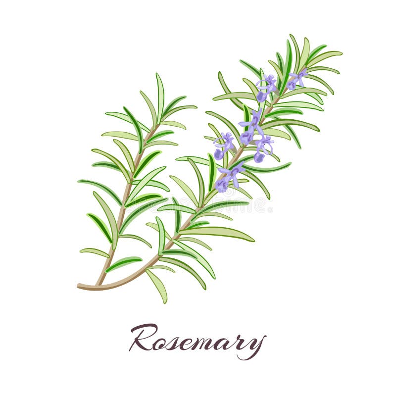 +EPS Rosemary Icon Selectieve Nadruk Vector Illustratie - Illustration ...