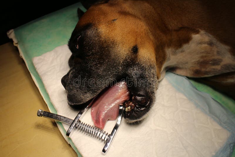 Epulis - Tumor Situated On Gingival Mucosa By Boxer Stock Image - Image ...