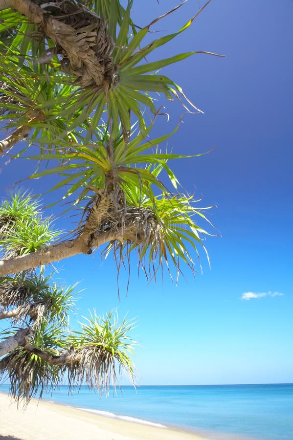 Equator stock photo. Image of leaf, plant, shore, azure - 3905304