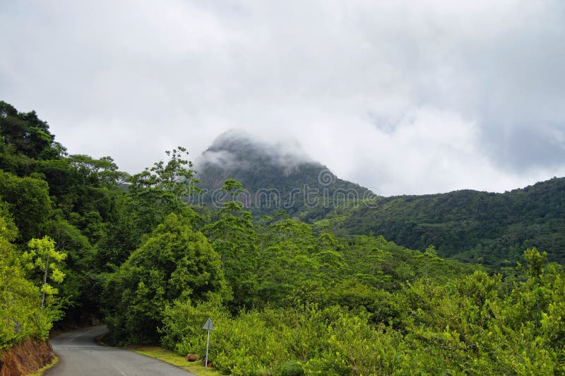 The Equatorial Forest, Mahe, Seychelles Stock Photo - Image of ...