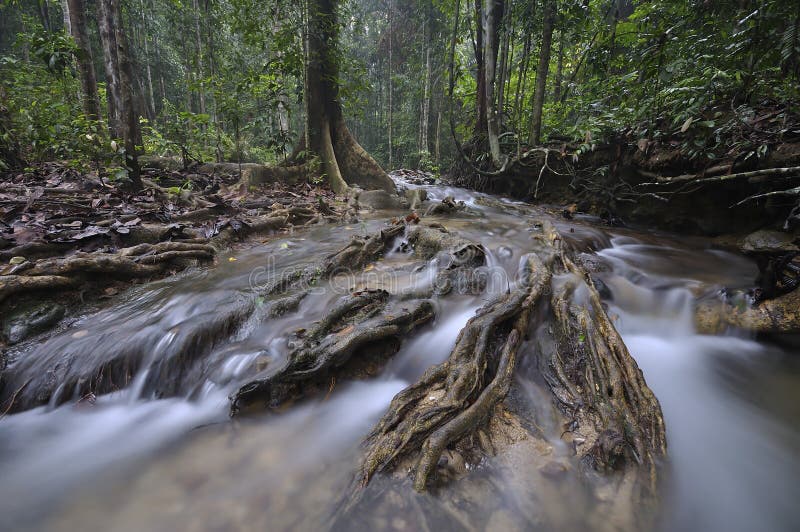 The Equatorial Forest with Trees and Bushes Stock Image - Image of peaceful, background: 46490237