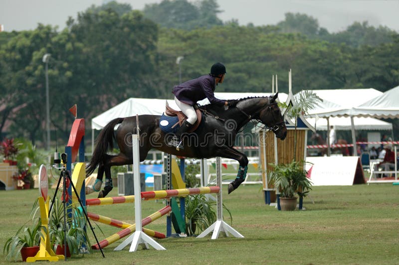 Equestrian stock image. Image of horsey, grass, sports - 276549
