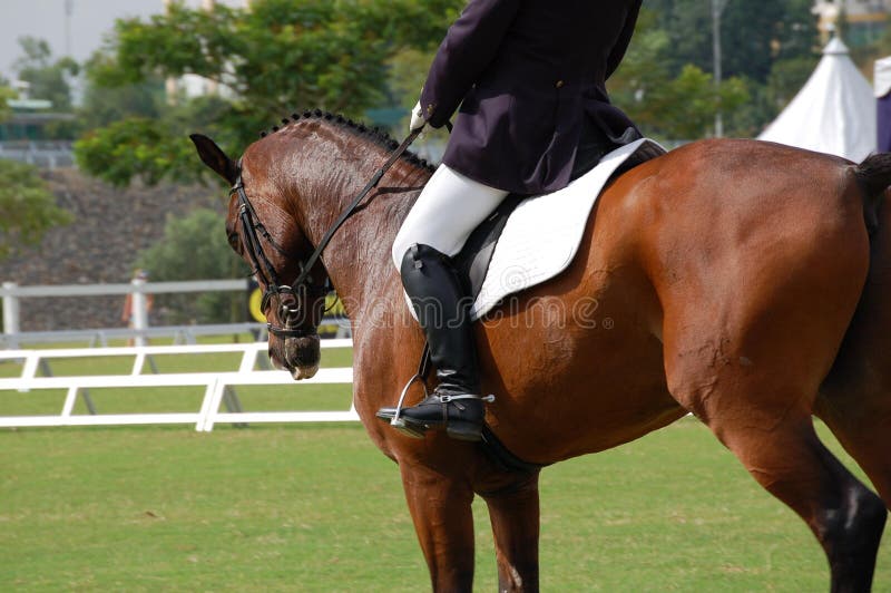 Equestrian Field stock image. Image of fence, horse, saddle - 4865707
