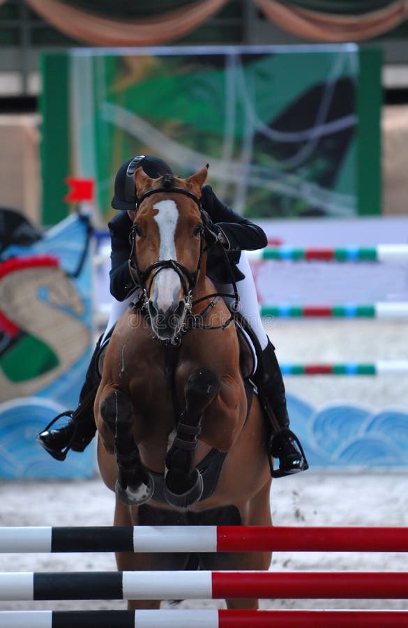 Equestrian stock photo. Image of breed, equestrian, tersk - 727638