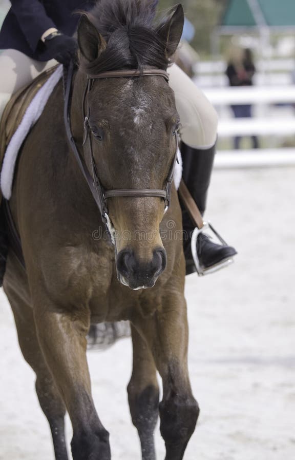 Equestrian Competition stock image. Image of competitor - 8258591