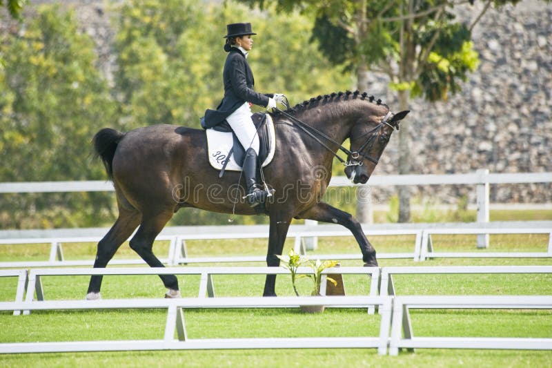 Equestrian Dressage editorial stock image. Image of mammal - 10057989