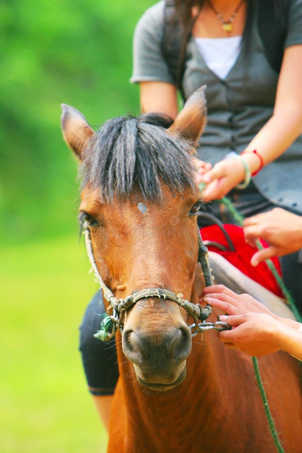 The Equestrian Japanese Girl Stock Photo - Image of friend, animal: 5318688