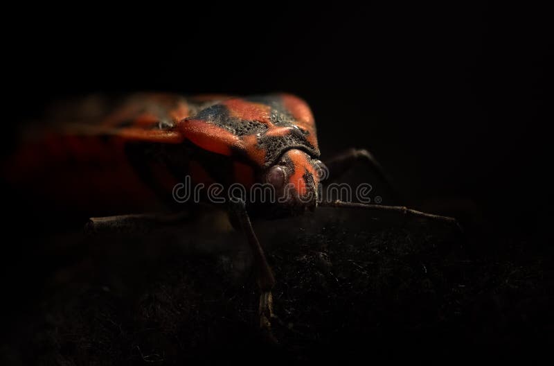 Equestris De Lygaeus - Insect Stock Image - Image of macro, equestris ...