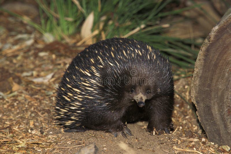 Equidna Tachyglossus Aculeatus Australia Foto de archivo - Imagen de ...