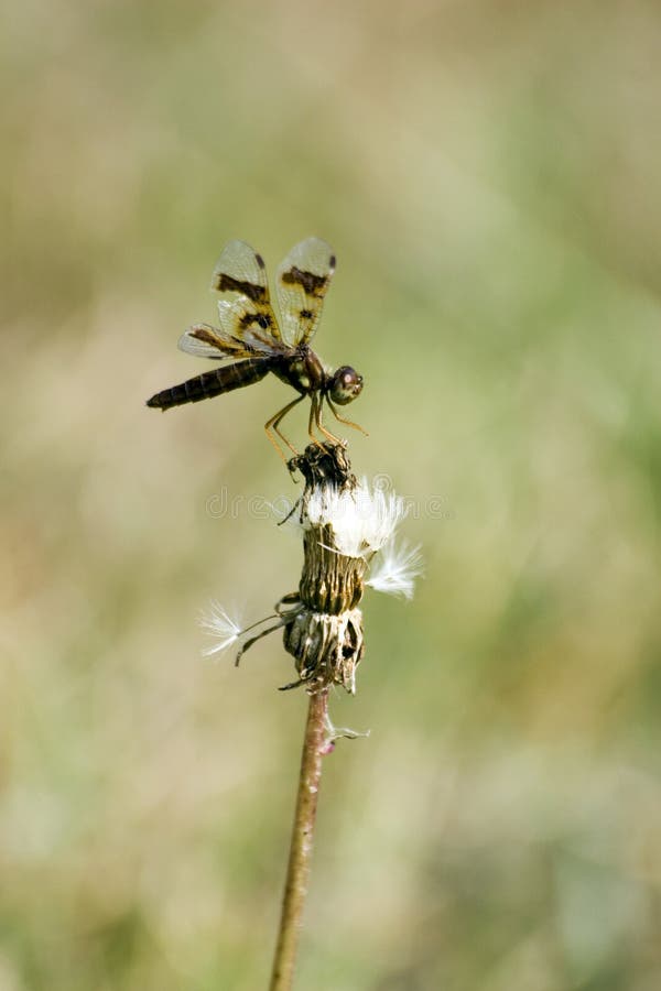 Equilibrio della libellula immagine stock. Immagine di creatrice - 2980363