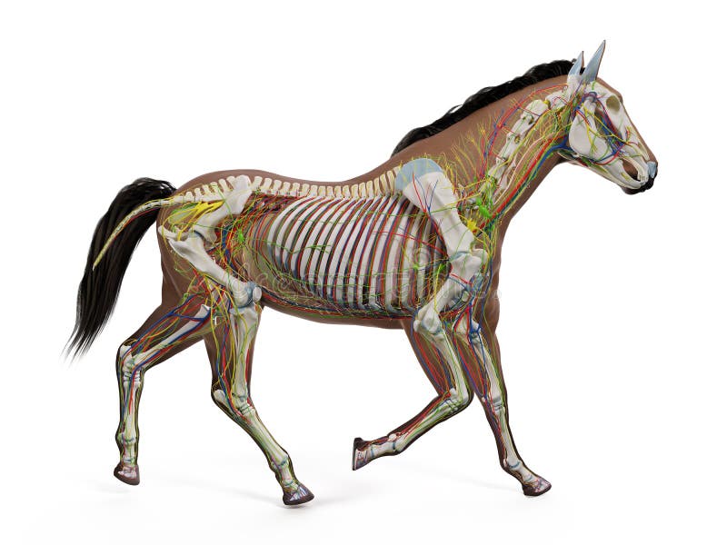 The Equine Anatomy - The Muscle System Stock Illustration ...