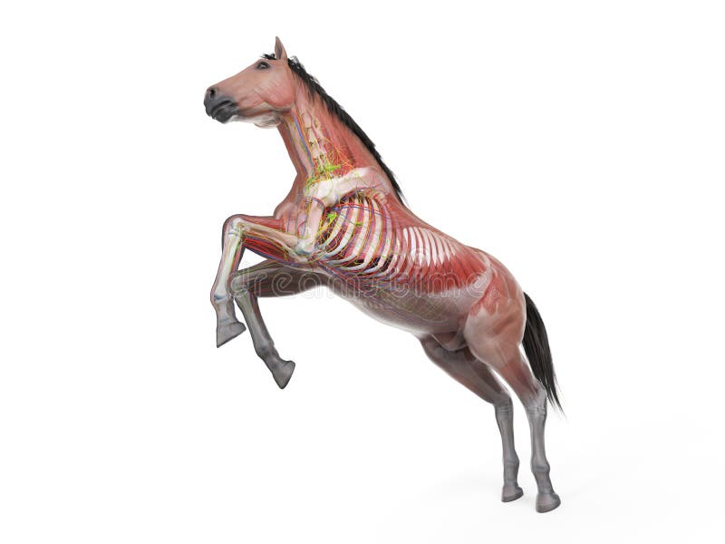 The Equine Muscle Anatomy - Triceps Brachii Stock Illustration ...