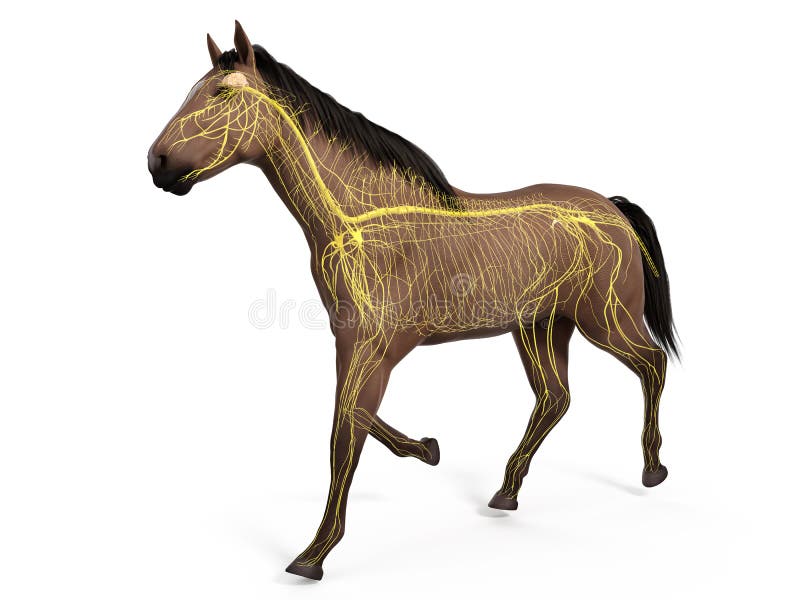 The Equine Anatomy - the Nervous System Stock Illustration ...