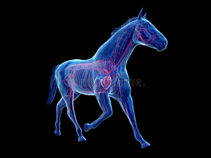 The Equine Anatomy - the Vascular System Stock Illustration ...