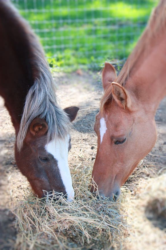 Equine Friends stock image. Image of pony, equine, friends - 6651681