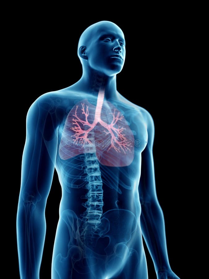 Equipaggia i bronchi illustrazione di stock. Illustrazione di ...