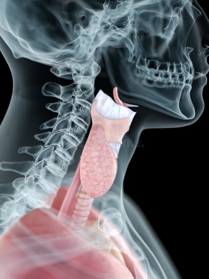 Equipaggia L'anatomia Del Collo Illustrazione di Stock - Illustrazione ...