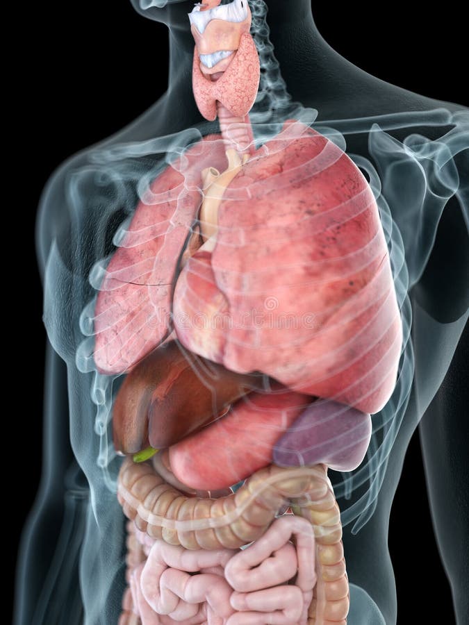 L'anatomia del torace illustrazione di stock. Illustrazione di salute ...