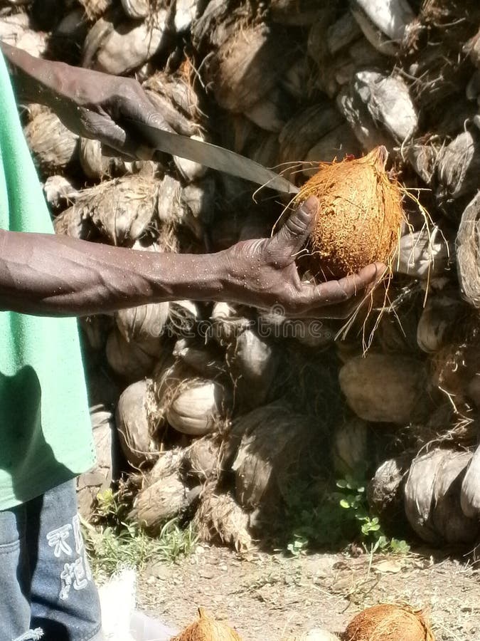 Equipe a Abertura De Um Coco Com Uma Faca Grande Foto de Stock - Imagem ...