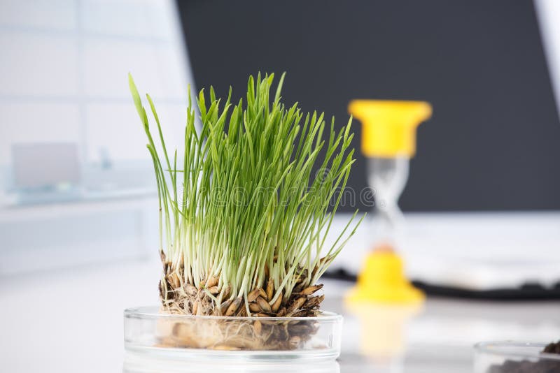 Equipment and the Sample in Laboratory Stock Image - Image of growing ...