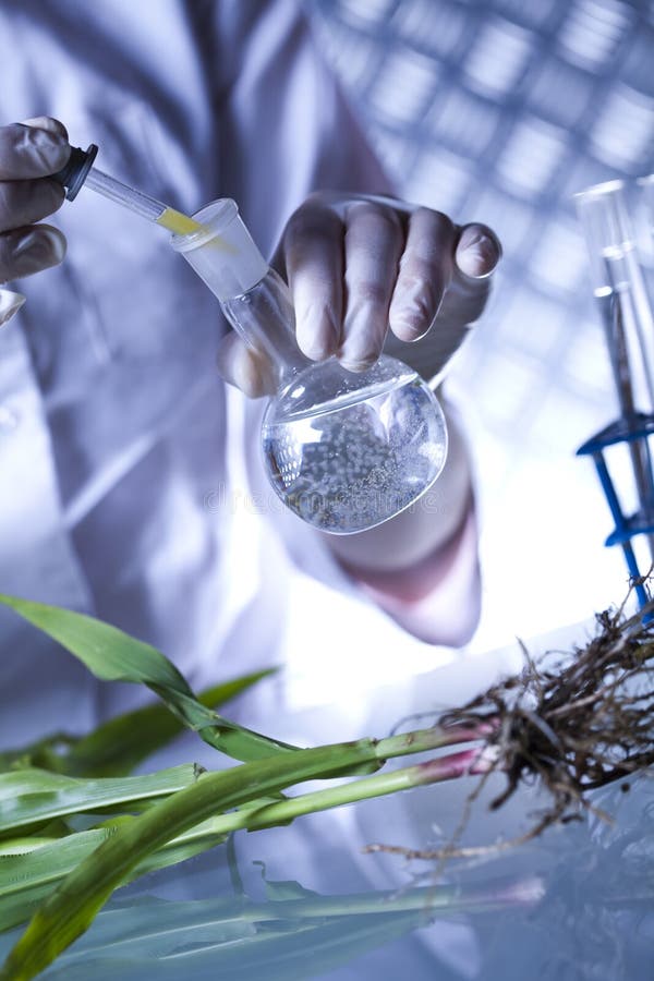 Equipo De La Química, Laboratorio De Las Plantas Experimental Imagen de ...