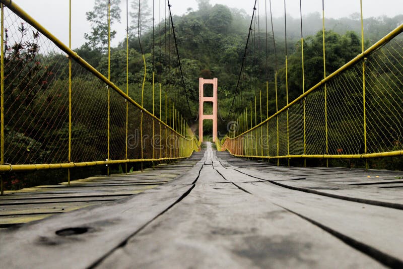 Equipo de Motret | gato foto de archivo. Imagen de toma - 117164788