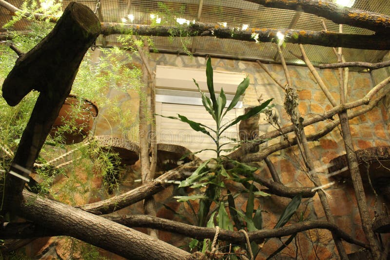 Equipped Enclosure for Keeping Primates Monkeys, Sticks, Shelves ...